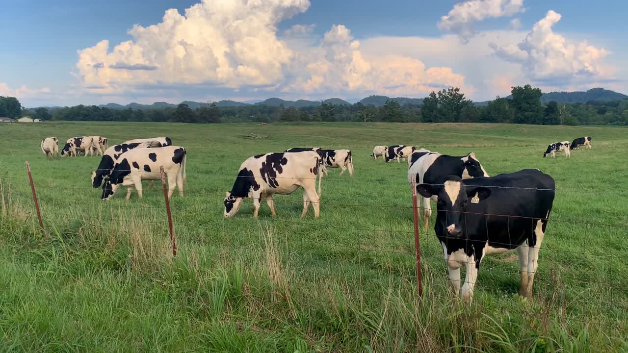 AAA Australian Halal Meat Exports